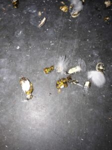 A Comprehensive Guide to Monitoring Your Bird's Droppings and ...