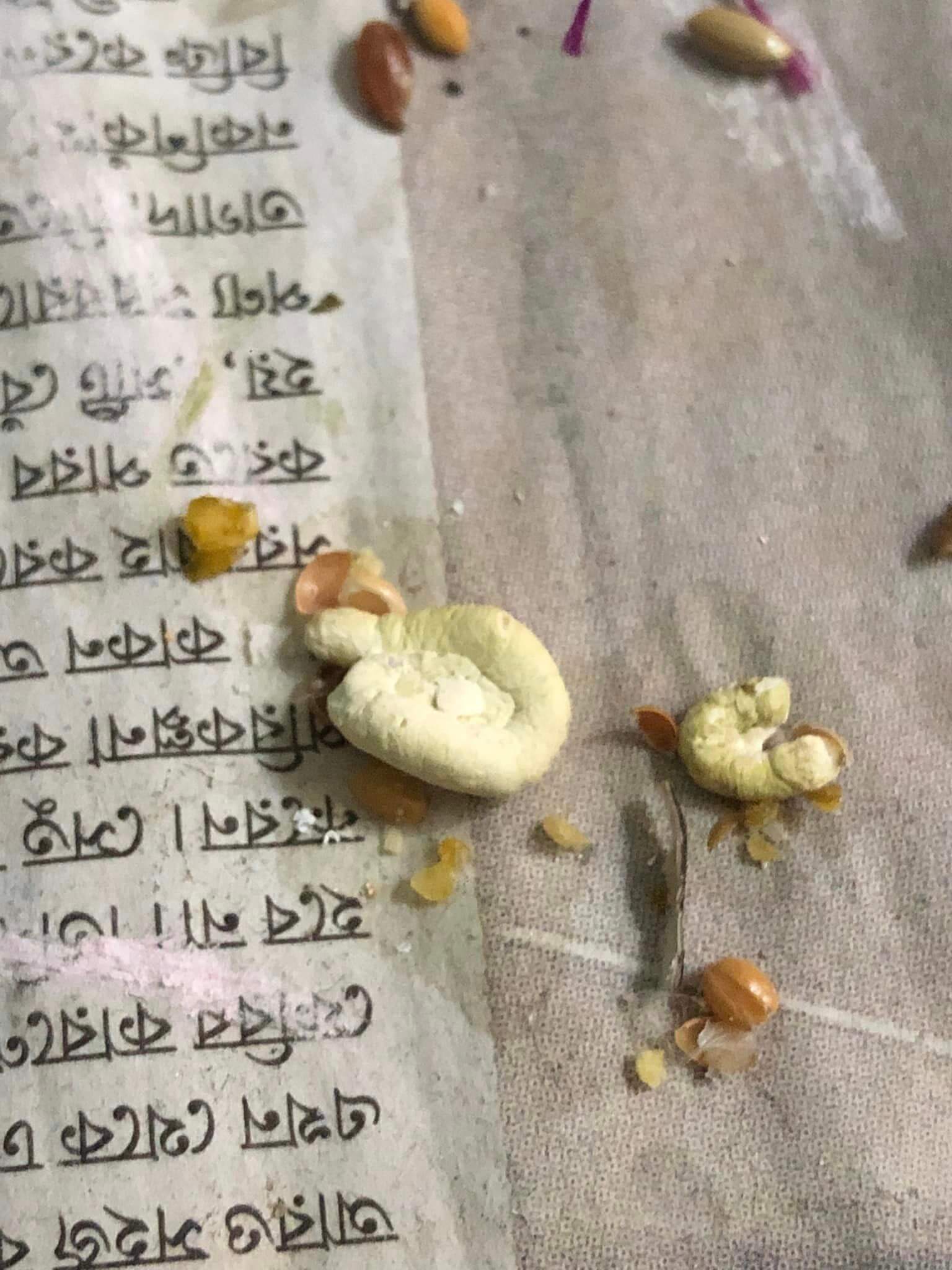 A Comprehensive Guide to Monitoring Your Bird's Droppings and ...