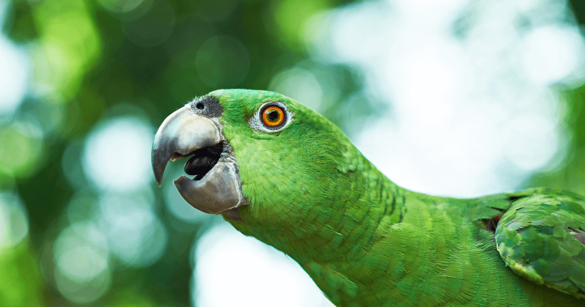 Effective Treatment 6 Options for Avian Respiratory Infections in Birds ...